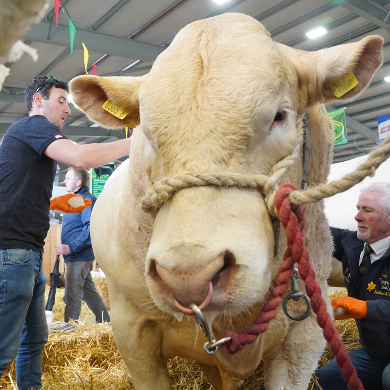 bull-pic-1 - Glastry Farm