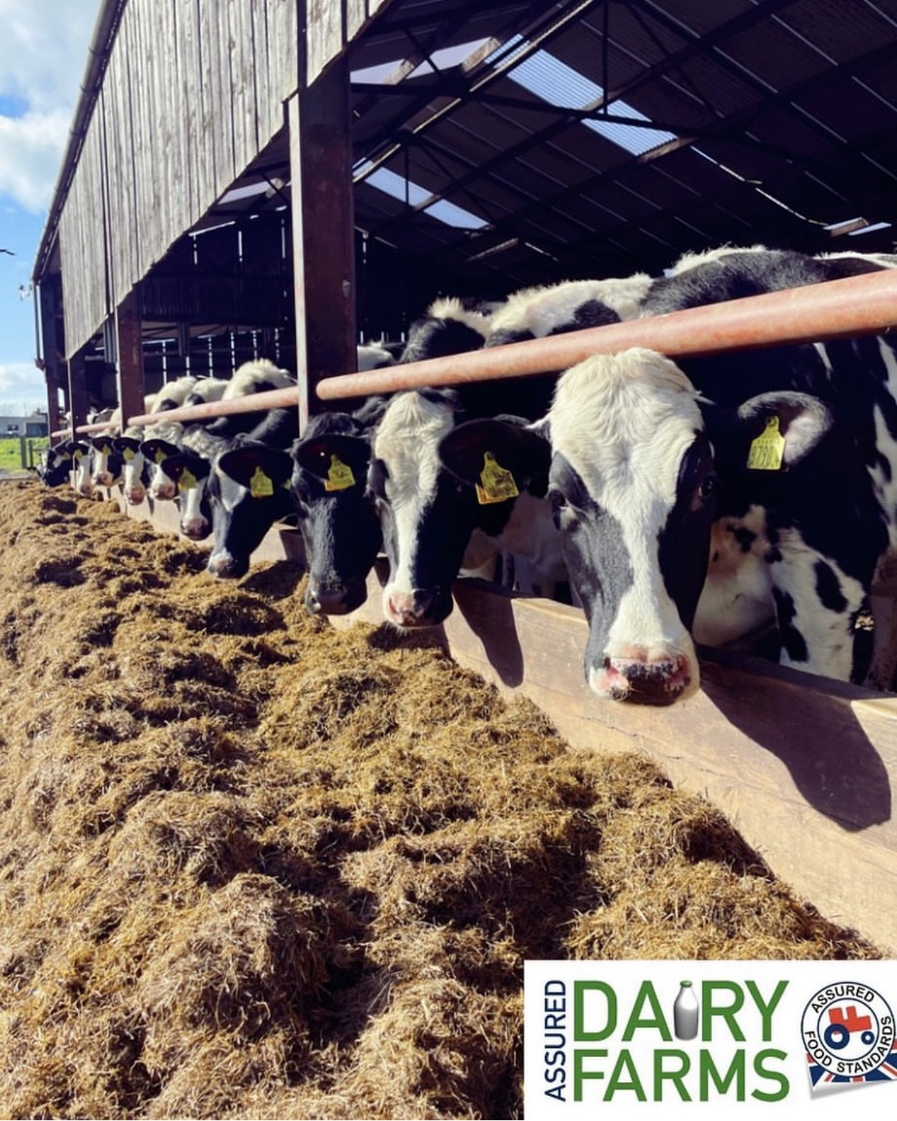 cows red tractor assured - Glastry Farm